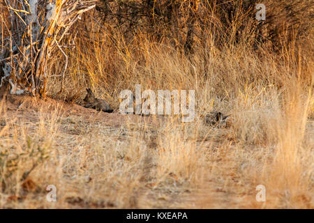 Bat eared Fox Cubs Playing Samburu Game Reserve Kenya Otocyon megalotis ...