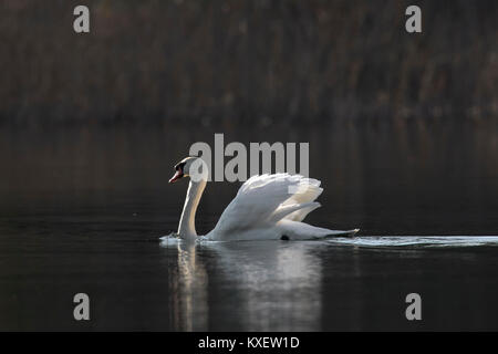 Territorial mute swan (Cygnus olor) dominant male showing aggressive ...