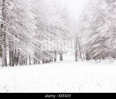 In the woods during the first snowfall of the season Stock Photo - Alamy