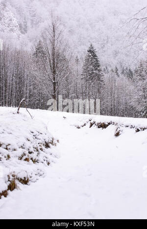 In the woods during the first snowfall of the season Stock Photo - Alamy