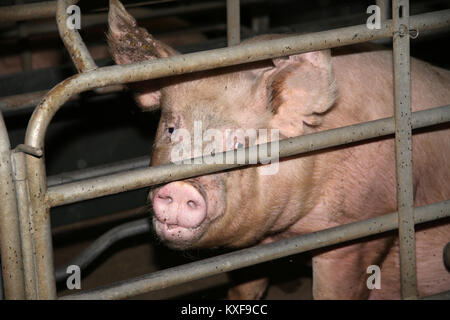 Sad-eyed mother sow behind iron grid Stock Photo - Alamy