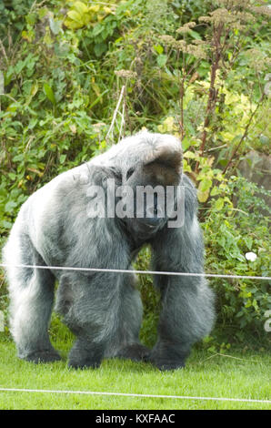 The island where Nico, Longleat's beloved silverback gorilla lived and ...