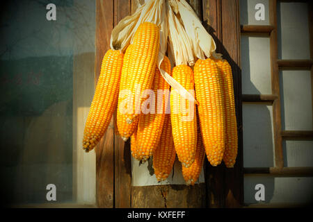 Corn drying outside a farm house at Morbish - am - see, Neusiedler See ...