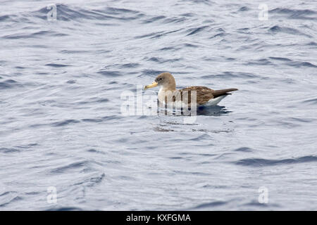 Cory's shearwater Calonectris diomedea resting on the sea Azores ...