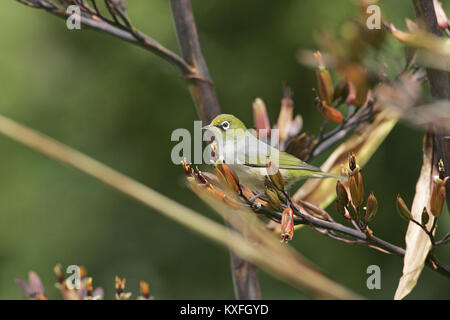 Silvereye Zosterops lateralis collecting nectar from New Zealand flax ...