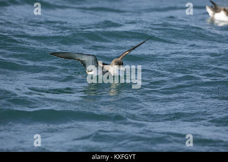 Fluttering shearwater Puffinus gavia wing flapping on sea New Zealand ...