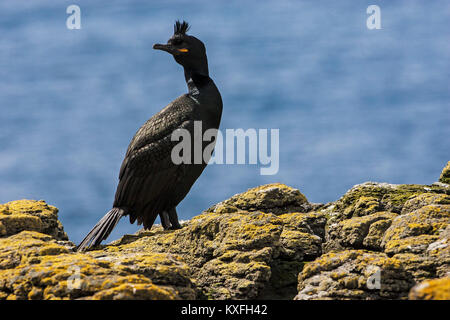 European shag Phalacrocorax aristotelis ringed bird on sea cliff with ...