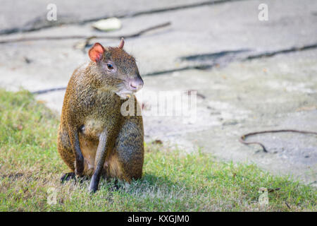 Agouti agoutis or Sereque rodent sitting on the grass holding some food ...