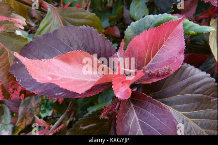 Acalypha wilkesiana Musaïca 2 Stock Photo - Alamy