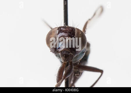 Acrosticta dichroa frontal Stock Photo - Alamy