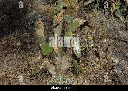 Prickly pear cactus (nopal) with Cochineal parasites (Dactylopius Stock ...