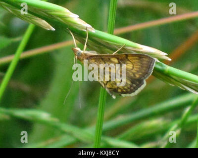 Anania verbascalis (Crambidae sp.) Elst (Gld) the Netherlands Stock ...