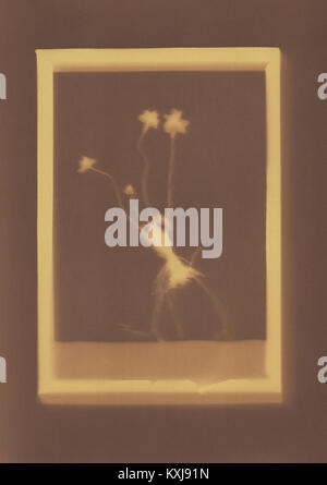 -Photogenic Drawing of a Plant Stock Photo - Alamy