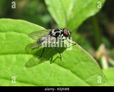 Photograph of a female Anthomyia procellaris fly from the Anthomyiidae ...