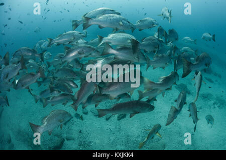 Snapper in ocean, Punta Baja, Baja California, Mexico Stock Photo - Alamy