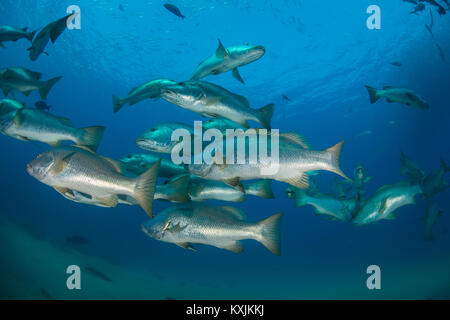 Snapper in ocean, Punta Baja, Baja California, Mexico Stock Photo - Alamy
