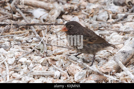Sharp Beaked Ground Finch (Geospiza difficilis), Galapagos islands ...