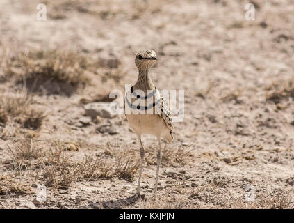 Two-Banded Courser (Double-Banded Courser) (Rhinoptilus africanus ...