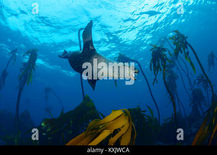 A giant kelp, Ecklonia maxima or sea bamboo, growing in abundance in ...