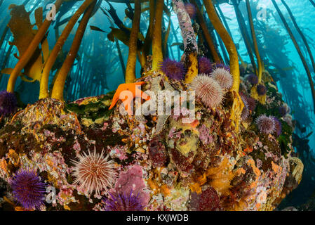 Kelp forest (Ecklonia maxima) with sea urchins and starfish, False Bay ...