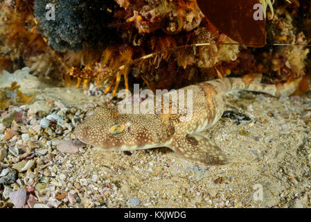 Puffadder shyshark, Haploblepharus edwardsii, False bay, Simons Town ...