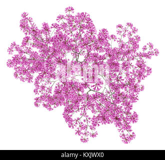 top view of red lapacho tree isolated on white background. 3d ...
