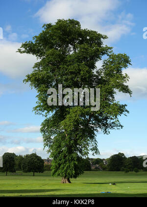 North Inch public park in Perth, Scotland Stock Photo - Alamy