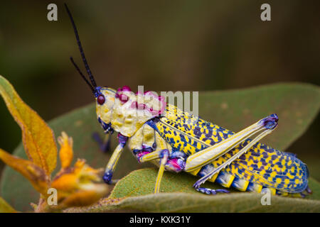 Green milkweed locust or African bush grasshopper is a large green and ...
