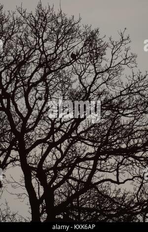 Gnarled Skeleton of an English Oak Tree in Winter. Bowling Green Marsh ...