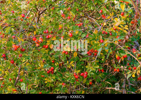 wild rose Bush grows ripe rose hips, the red berries of rose hips ...