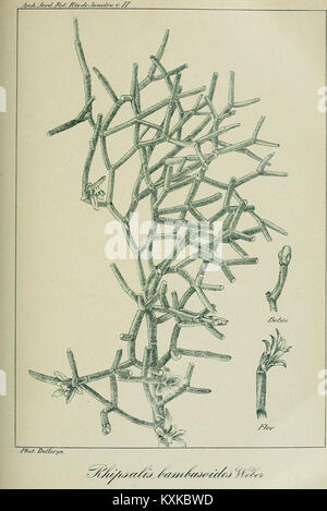 The image represents the Archives of the Botanical Garden of Rio de ...