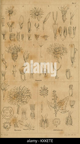 An atlas documenting the natural families of Scandinavian flora ...