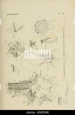 A comprehensive atlas of comparative anatomy of invertebrates ...