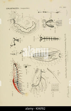 Atlas of Comparative Anatomy of Invertebrates (Plate 26) - A detailed ...
