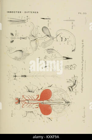Plate 1 from the Atlas of Comparative Anatomy of Invertebrates depicts ...