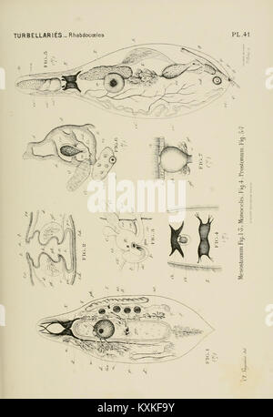 Plate 9 from the 'Atlas of Comparative Anatomy of Invertebrates ...