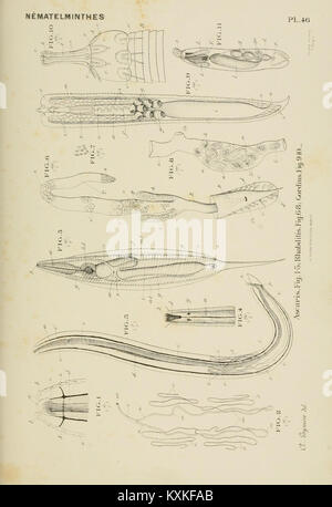 This plate from the 'Atlas of Comparative Anatomy of Invertebrates ...