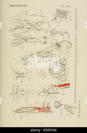 This atlas plate depicts the comparative anatomy of invertebrates ...