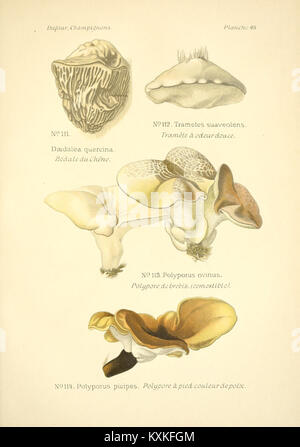 A detailed plate from the 'Atlas of Edible and Poisonous Mushrooms ...