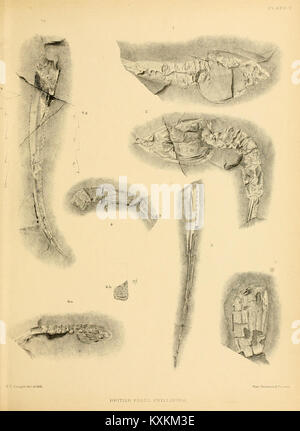 This monograph offers a detailed study of British sponges, featuring ...