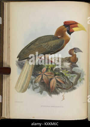 This work on birds focuses on the anatomy of their beaks and their ...