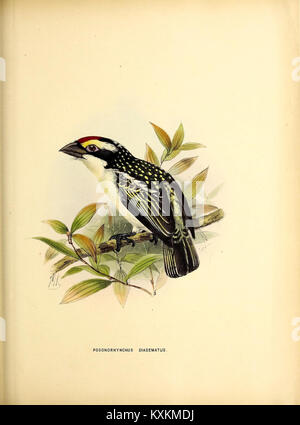 A monograph of the Capitonidæ, or scansorial barbets Stock Photo - Alamy