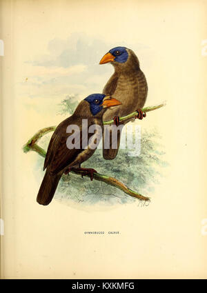 This work is a detailed study of the Capitonid family, focusing on ...