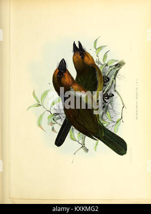 This monograph focuses on the Capitonid family, specifically the ...