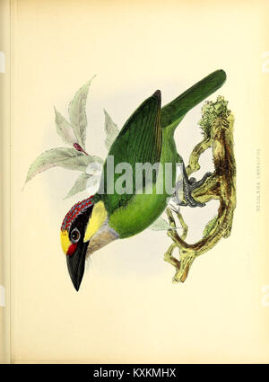 This monograph discusses the Capitonid family of birds, specifically ...