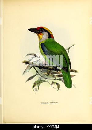 This monograph features the Capitonidae family, or scansorial barbets ...