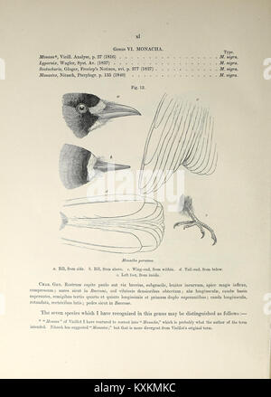 This monograph explores the jacamars and puff-birds, specifically the ...