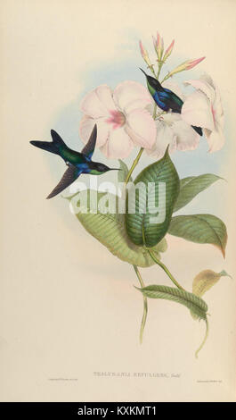 A monograph on the Trochilidae family, featuring hummingbirds. Plate ...