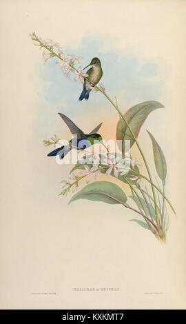 An illustration of Trochilidae hummingbirds, showing species diversity ...