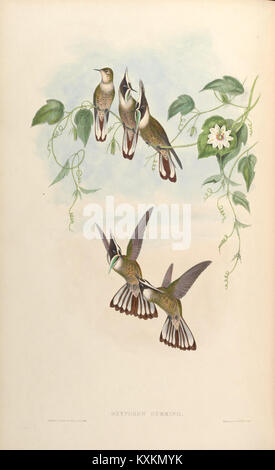 This plate from a monograph on the Trochilidae family illustrates the ...
